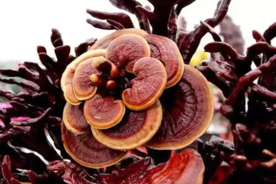 Beneficios para la salud de los hongos Reishi: todo lo que debe saber