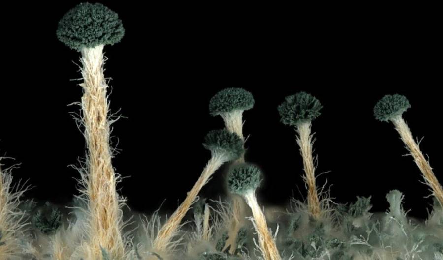 Descubriendo el Mundo Invisible de los Hongos Microscópicos: Una Guía ... Descubriendo el Mundo Invisible de los Hongos Microscópicos: Una Guía ...