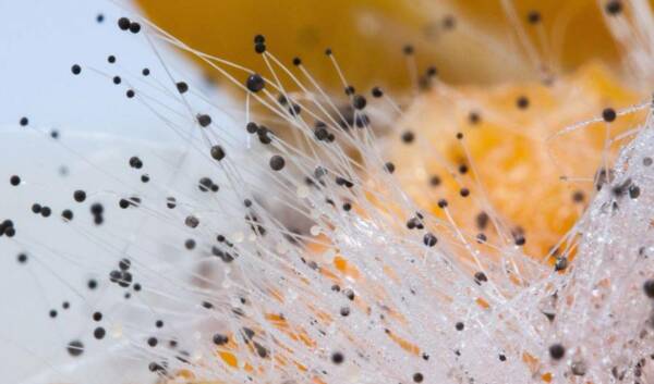 Descubre El Mundo Oculto De Los Hongos Zigomicetos